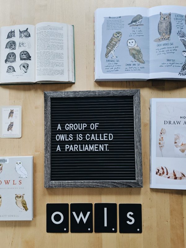 Owl Mini Unit Study Resources – Intentional Homeschooling