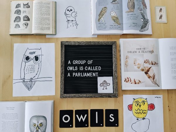Owl Mini Unit Study Resources – Intentional Homeschooling